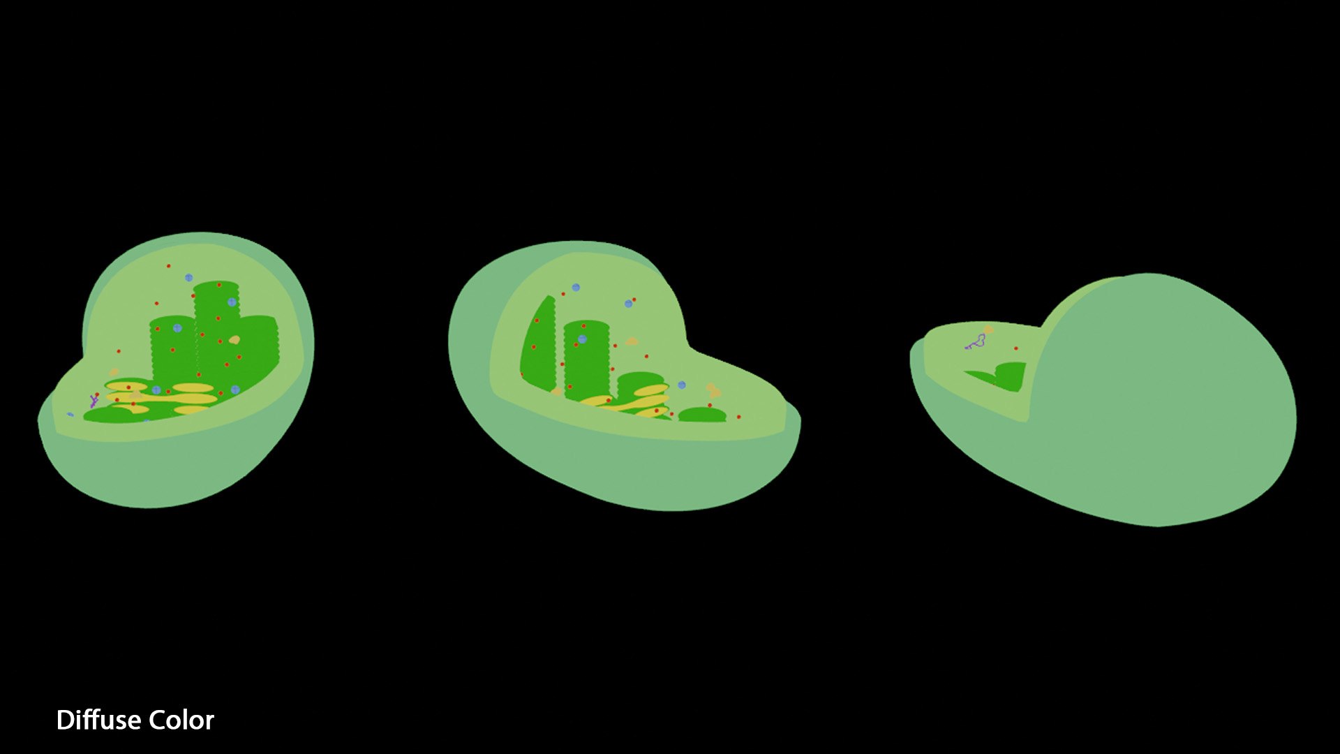 Chloroplast Cross Section Anatomy 3D Model - TurboSquid 2029562