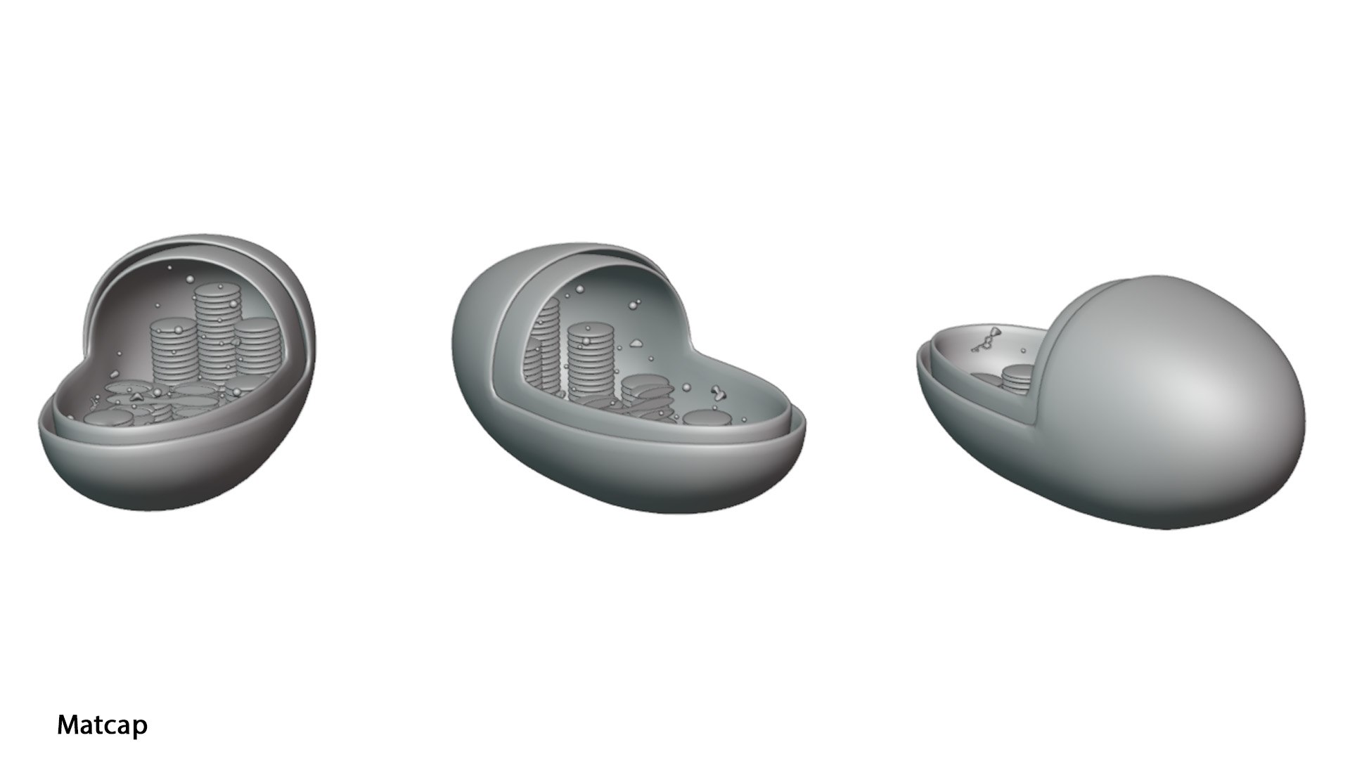 Chloroplast Cross Section Anatomy 3D Model - TurboSquid 2029562