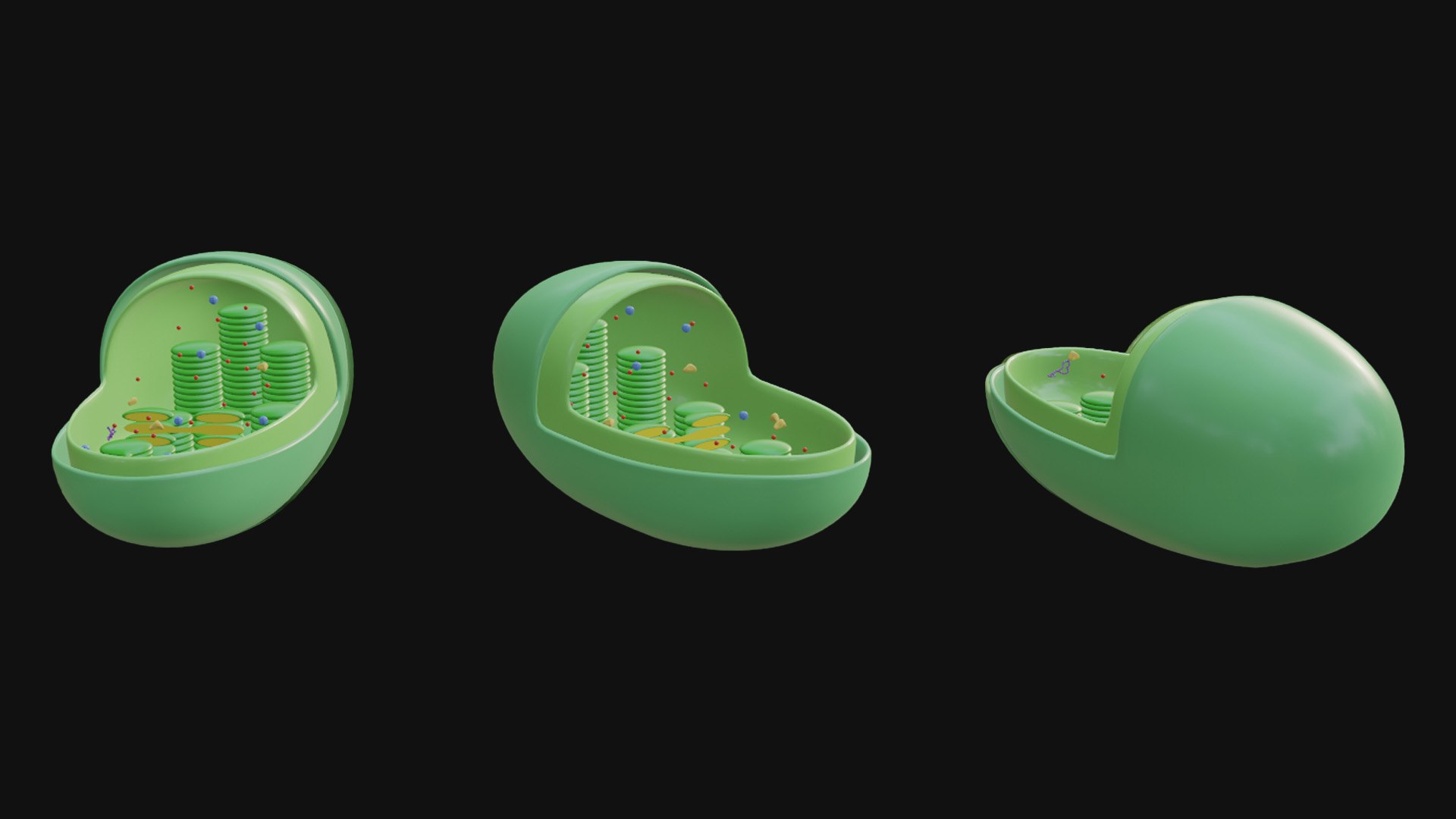 Chloroplast Cross Section Anatomy 3D Model - TurboSquid 2029562