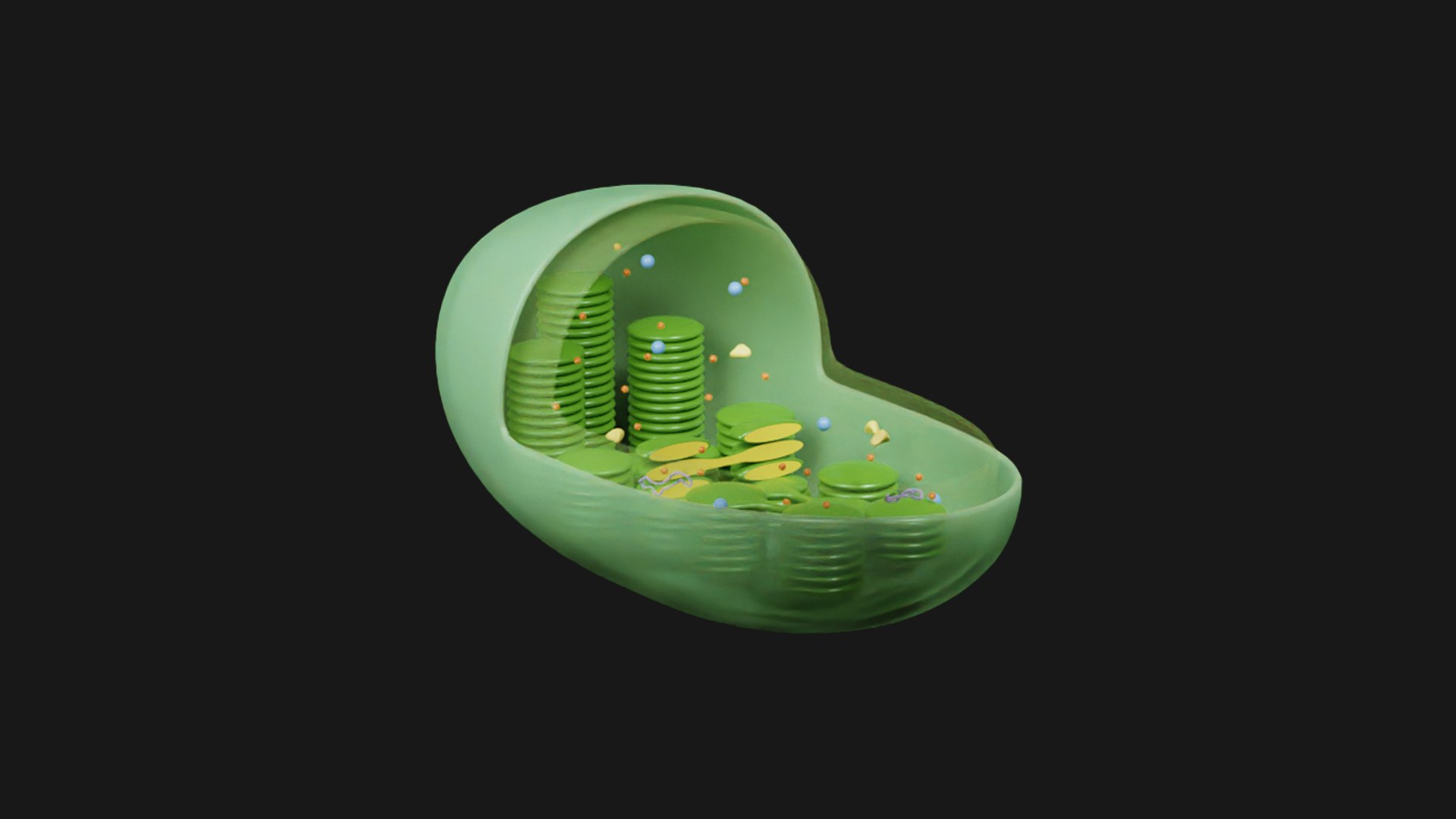 Chloroplast Cross Section Anatomy 3D Model - TurboSquid 2029562