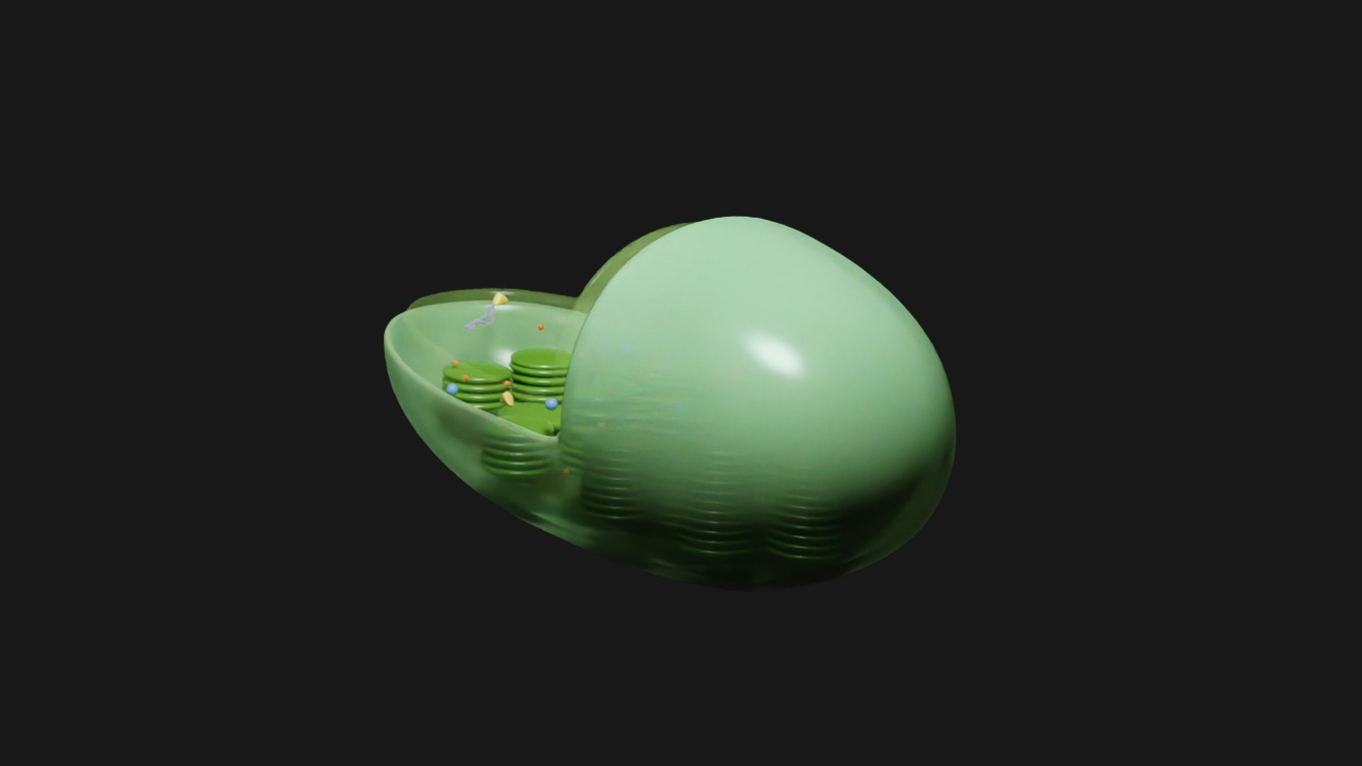Chloroplast Cross Section Anatomy 3D Model - TurboSquid 2029562