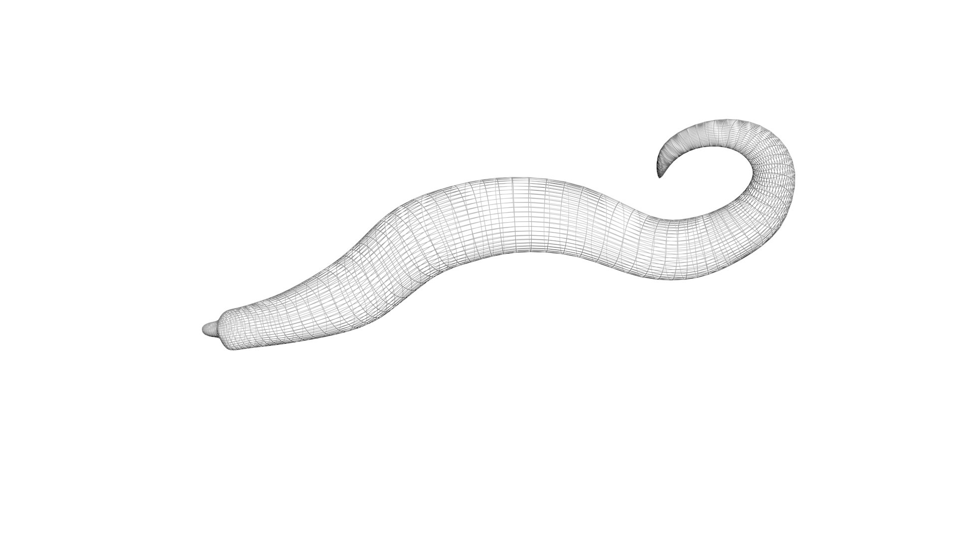 3D model Pinworm Enterobius Vermicularis - TurboSquid 1843869