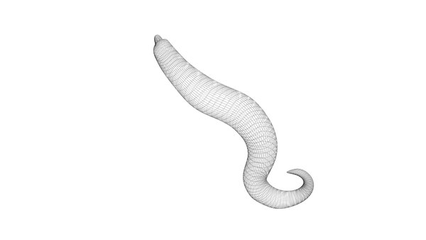 modèle 3D de Oxyure Enterobius Vermicularis - TurboSquid 1843869