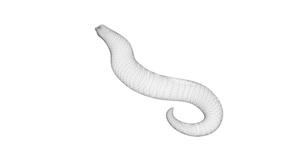 3D модель Острица Enterobius Vermicularis - TurboSquid 1843869