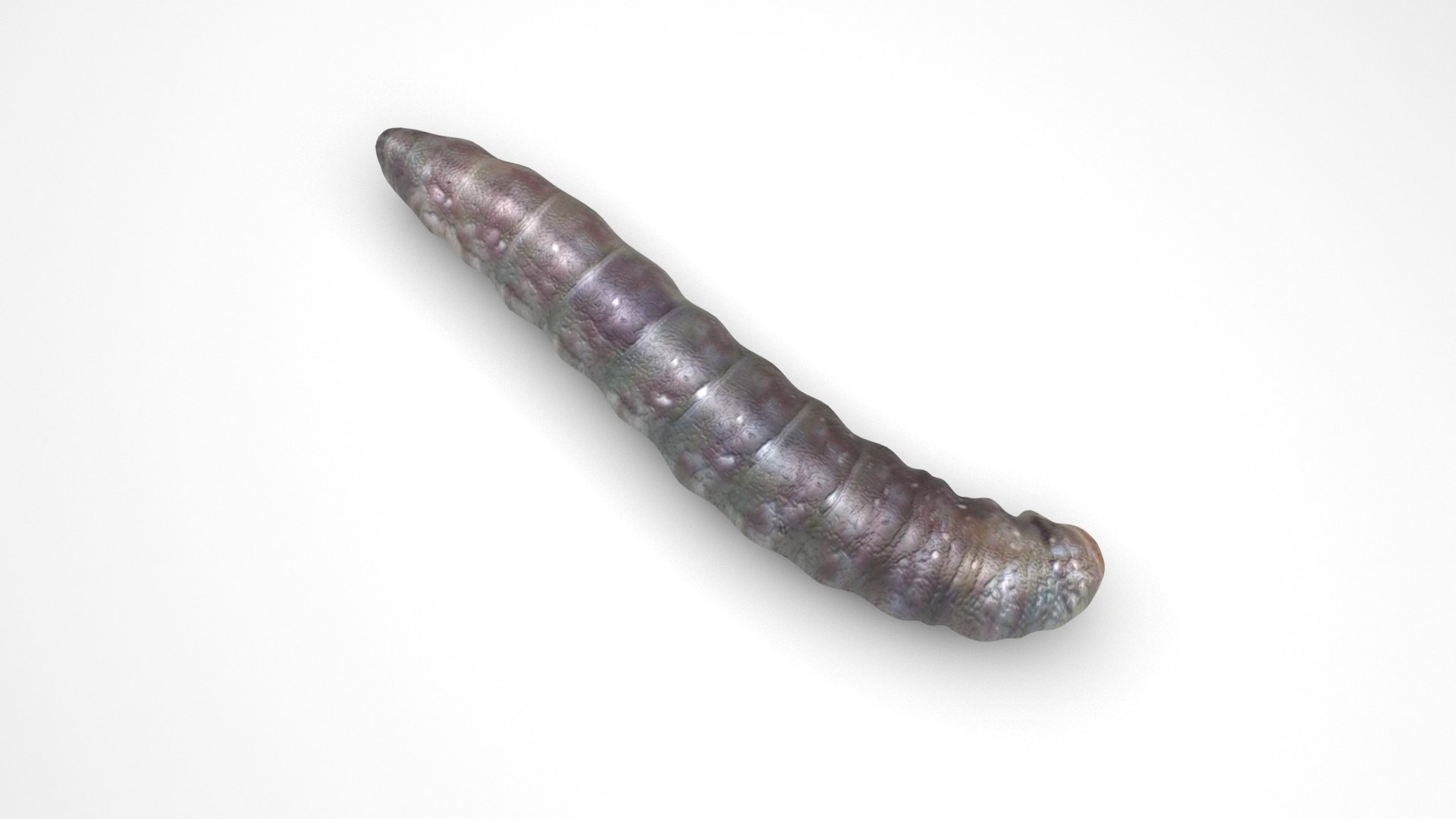3D Model Pinworm Enterobius Vermicularis - TurboSquid 1843869