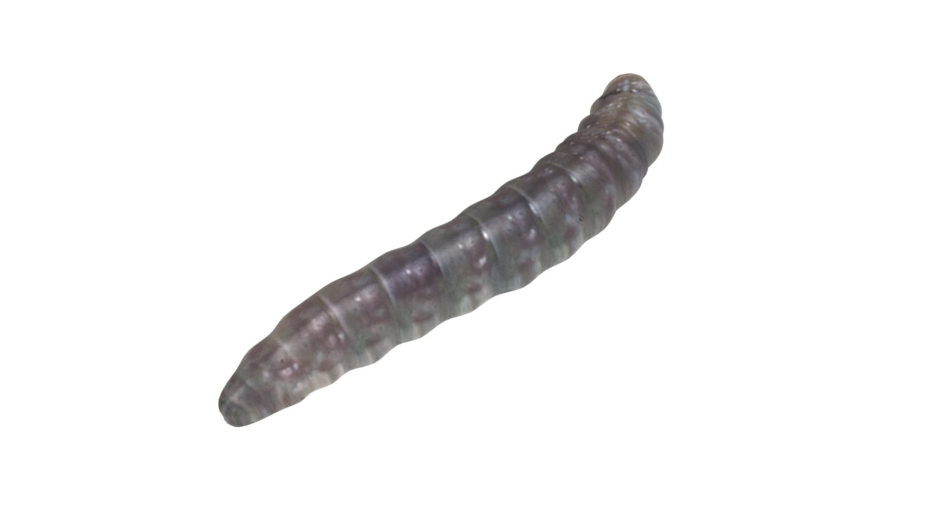 3D Model Pinworm Enterobius Vermicularis - TurboSquid 1843869
