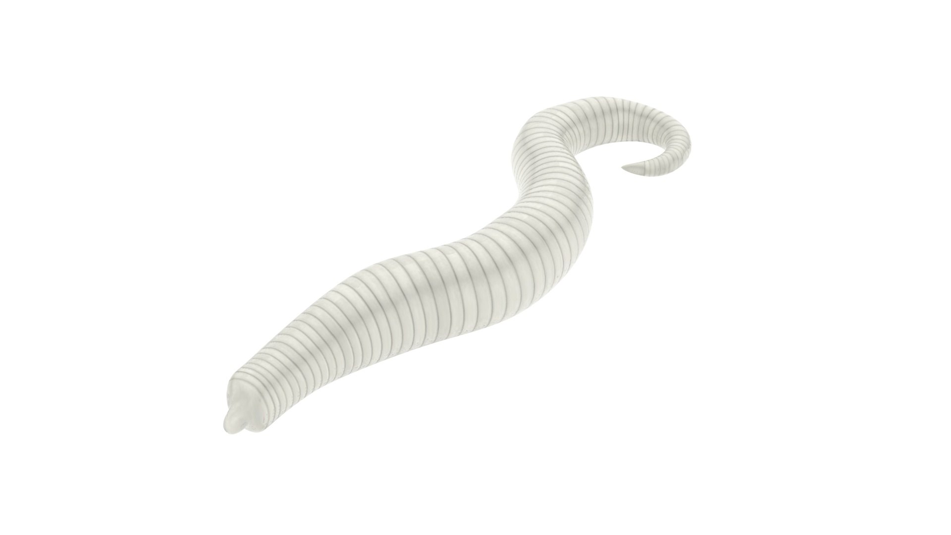 3D model Pinworm Enterobius Vermicularis - TurboSquid 1843869