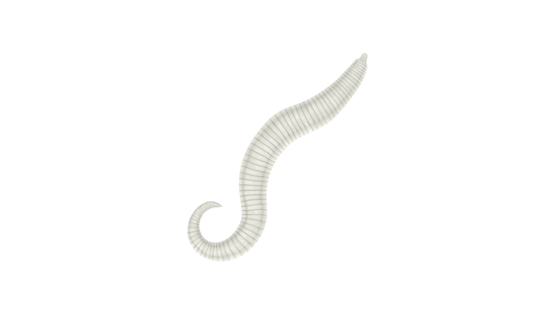 3D model Pinworm Enterobius Vermicularis - TurboSquid 1843869