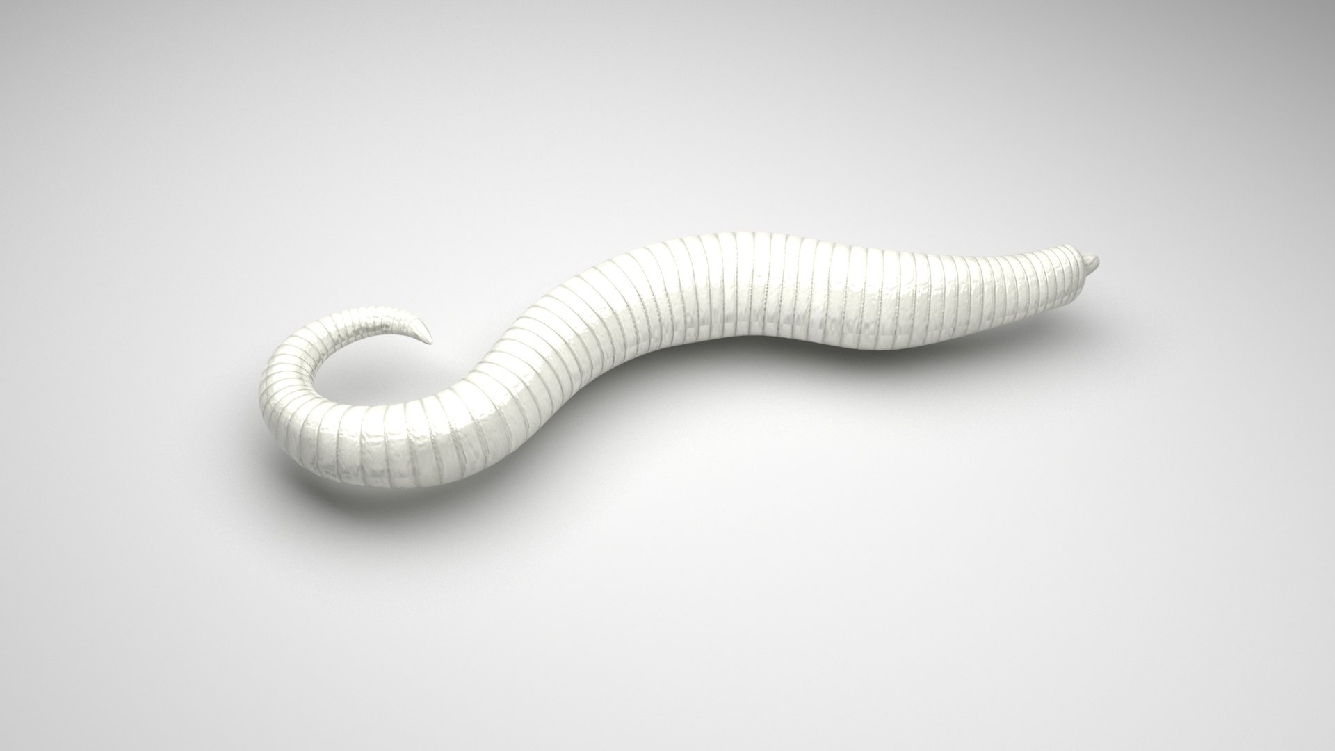 3D model Pinworm Enterobius Vermicularis - TurboSquid 1843869