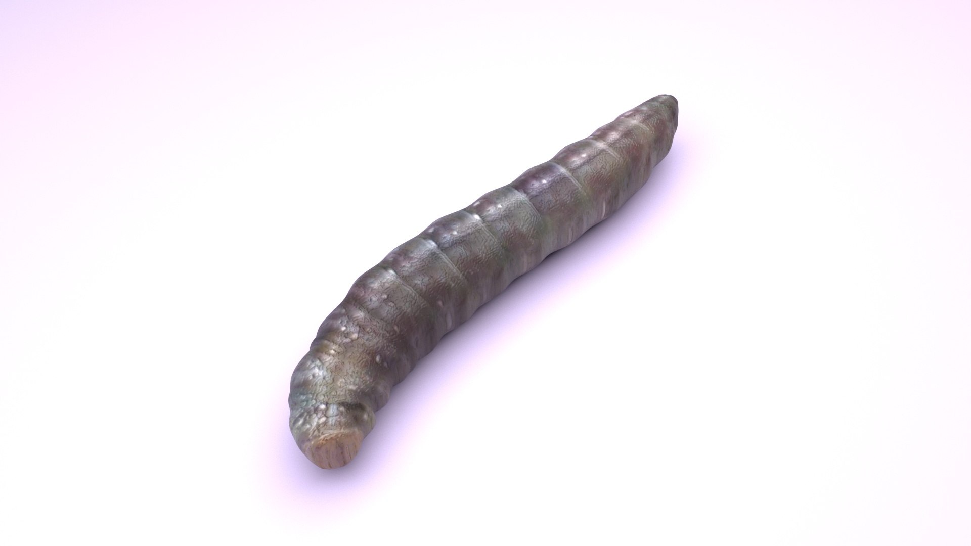 3D Model Pinworm Enterobius Vermicularis - TurboSquid 1843869