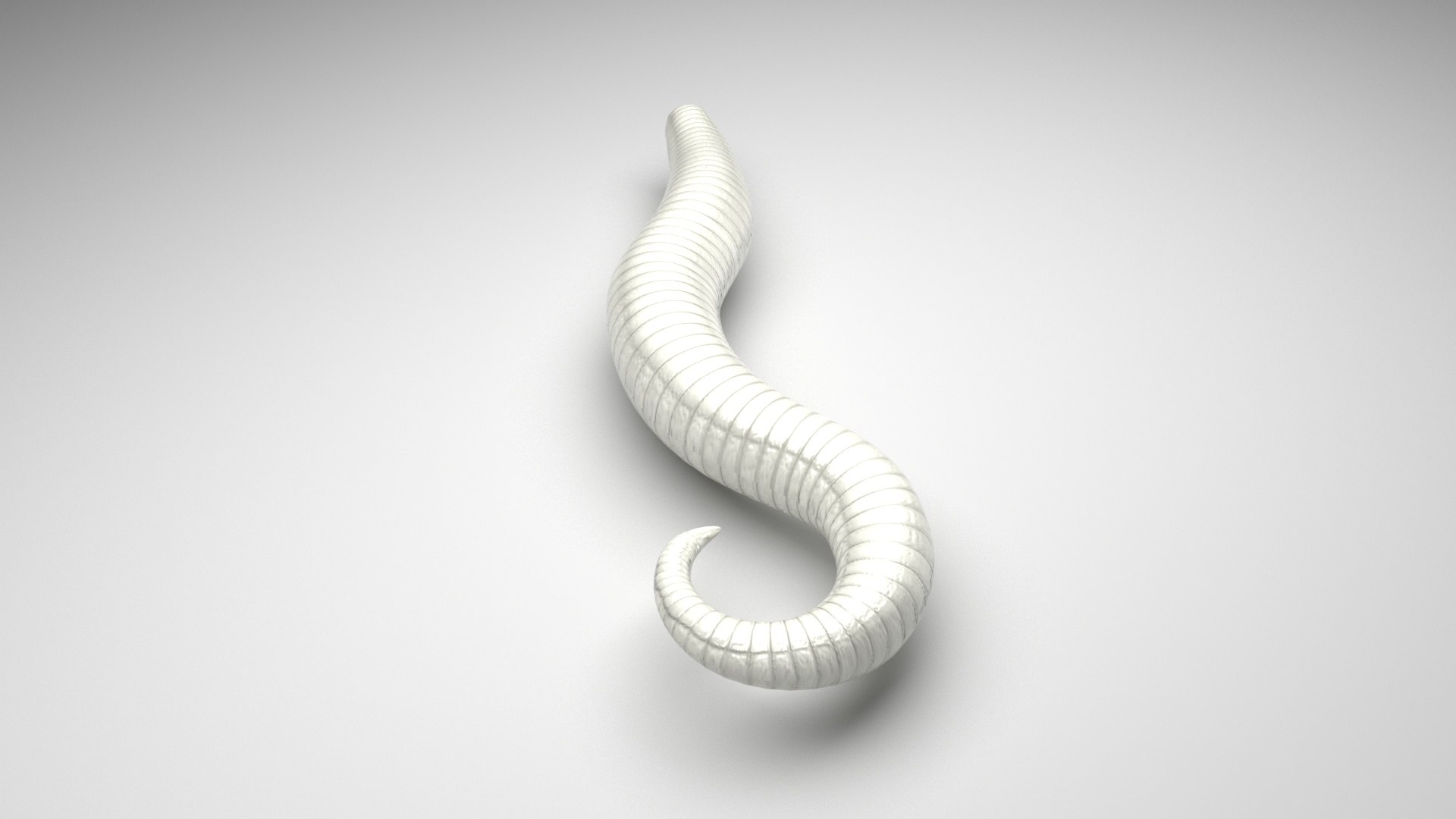 modelo 3d Oxiuros Enterobius Vermicularis - TurboSquid 1843869