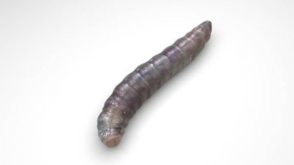 Worm 3D Models for Download | TurboSquid