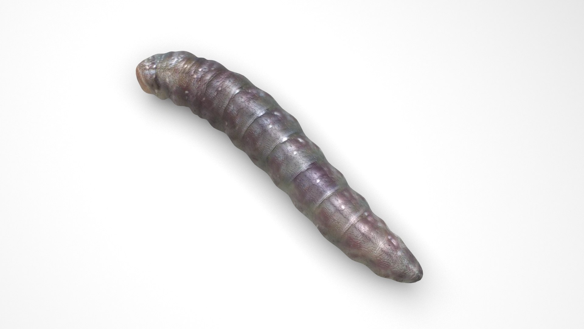 3D Model Pinworm Enterobius Vermicularis - TurboSquid 1843869