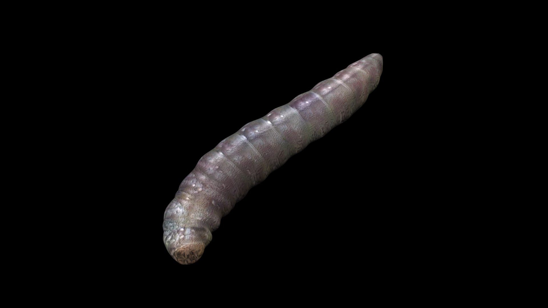 3D Model Pinworm Enterobius Vermicularis - TurboSquid 1843869