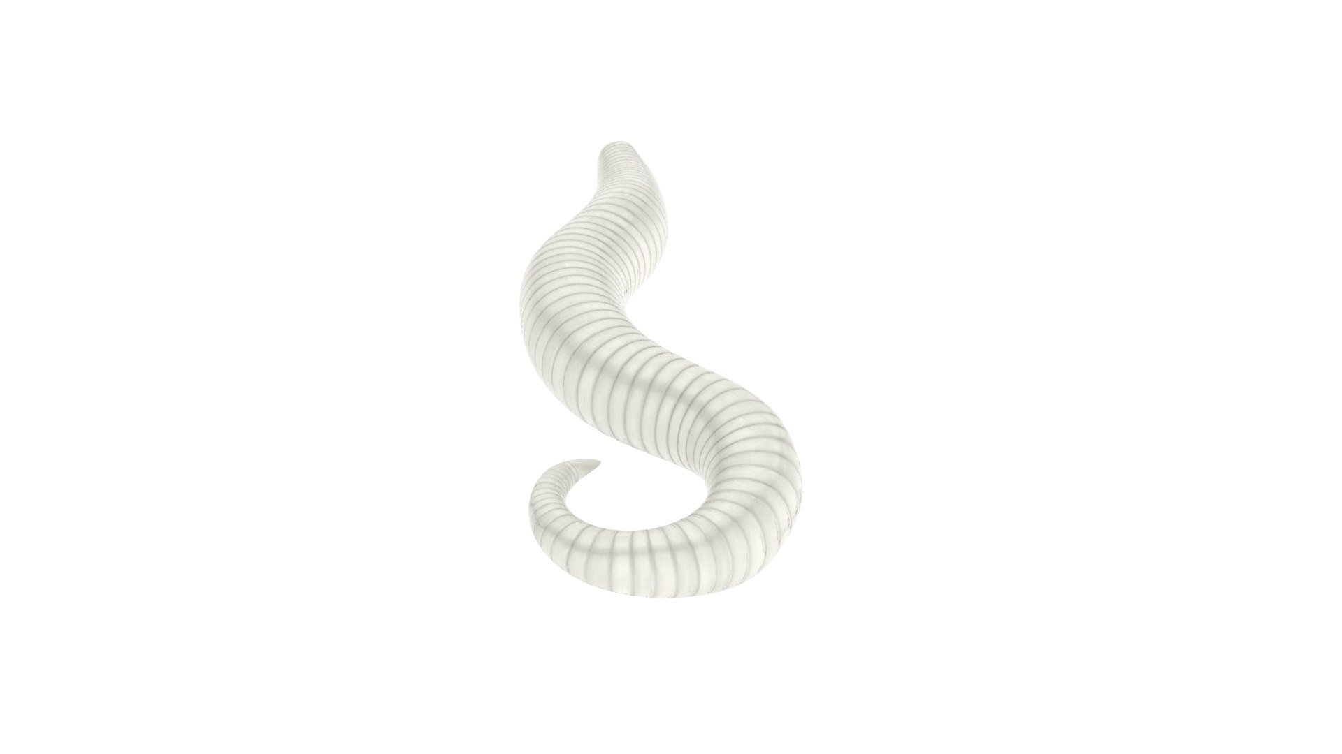 3D model Pinworm Enterobius Vermicularis - TurboSquid 1843869