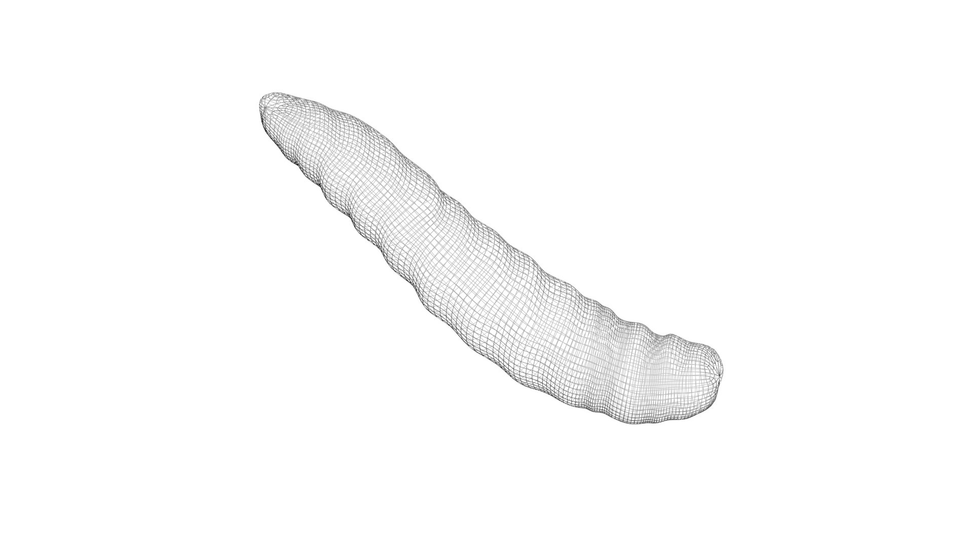 3D Model Pinworm Enterobius Vermicularis - TurboSquid 1843869
