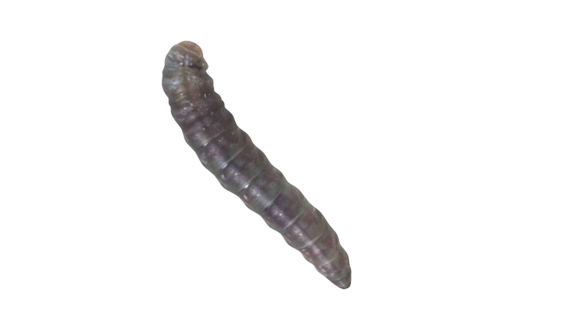 3D Model Pinworm Enterobius Vermicularis - TurboSquid 1843869