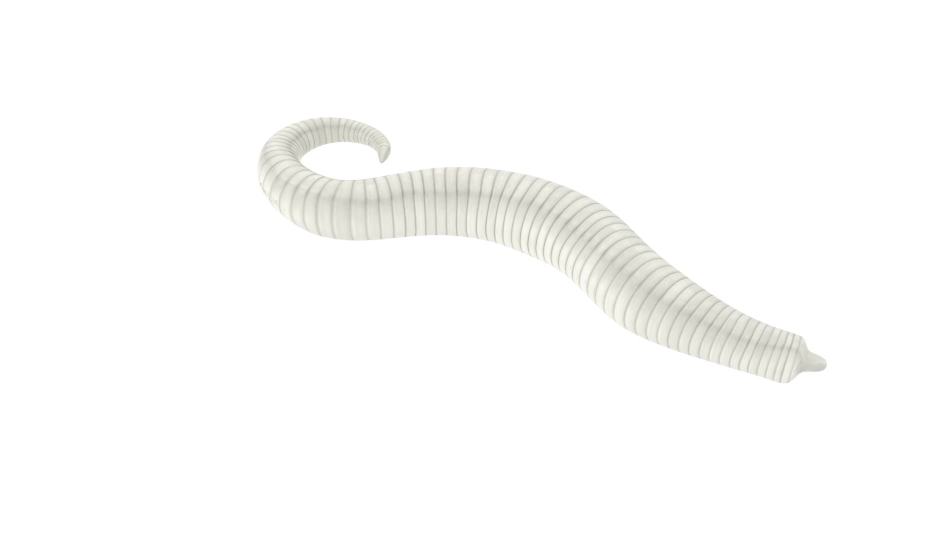 3D model Pinworm Enterobius Vermicularis - TurboSquid 1843869