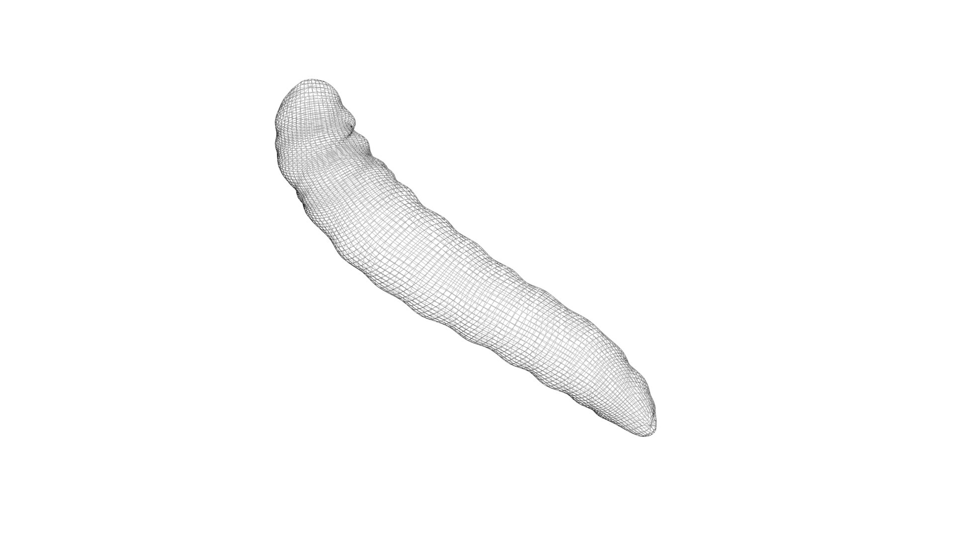 3D Model Pinworm Enterobius Vermicularis - TurboSquid 1843869