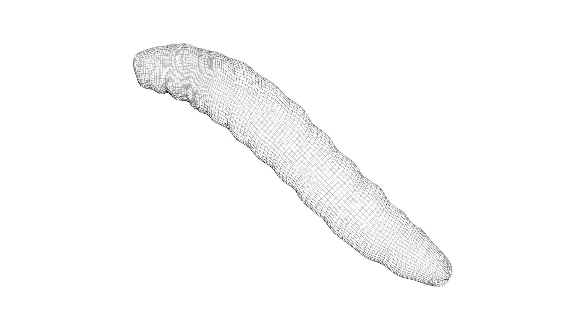 3D Model Pinworm Enterobius Vermicularis - TurboSquid 1843869