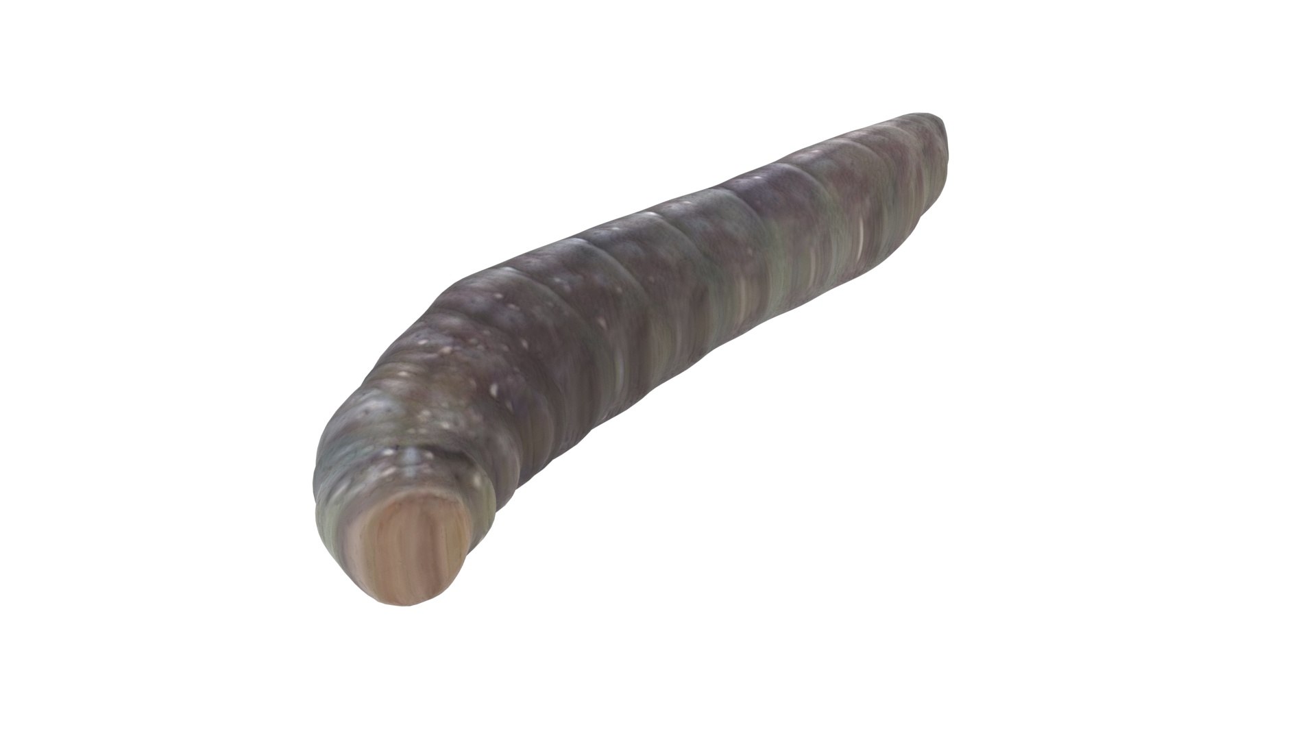 3D Model Pinworm Enterobius Vermicularis - TurboSquid 1843869