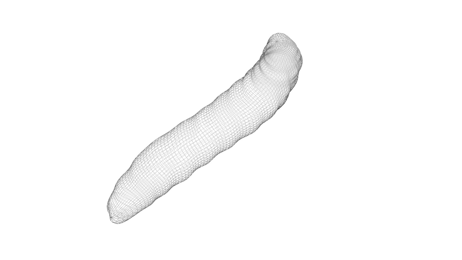 3D Model Pinworm Enterobius Vermicularis - TurboSquid 1843869