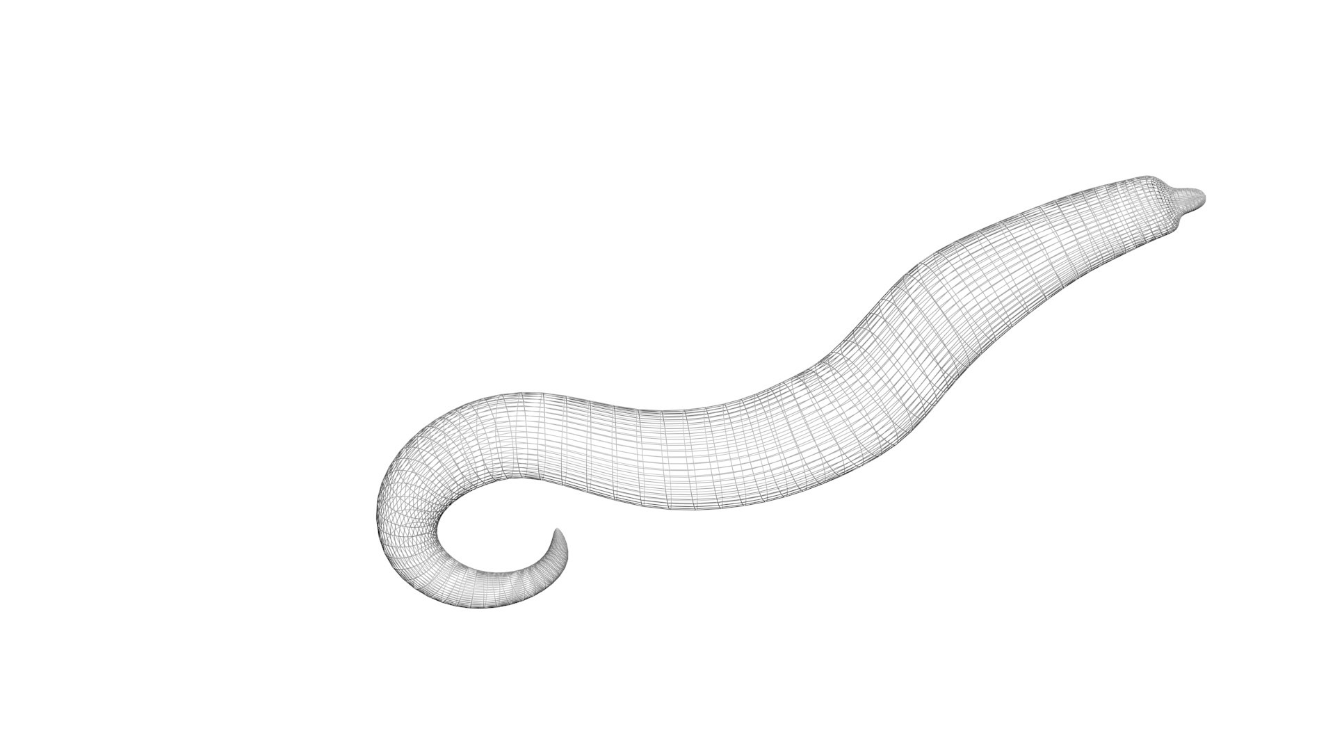 3D model Pinworm Enterobius Vermicularis - TurboSquid 1843869