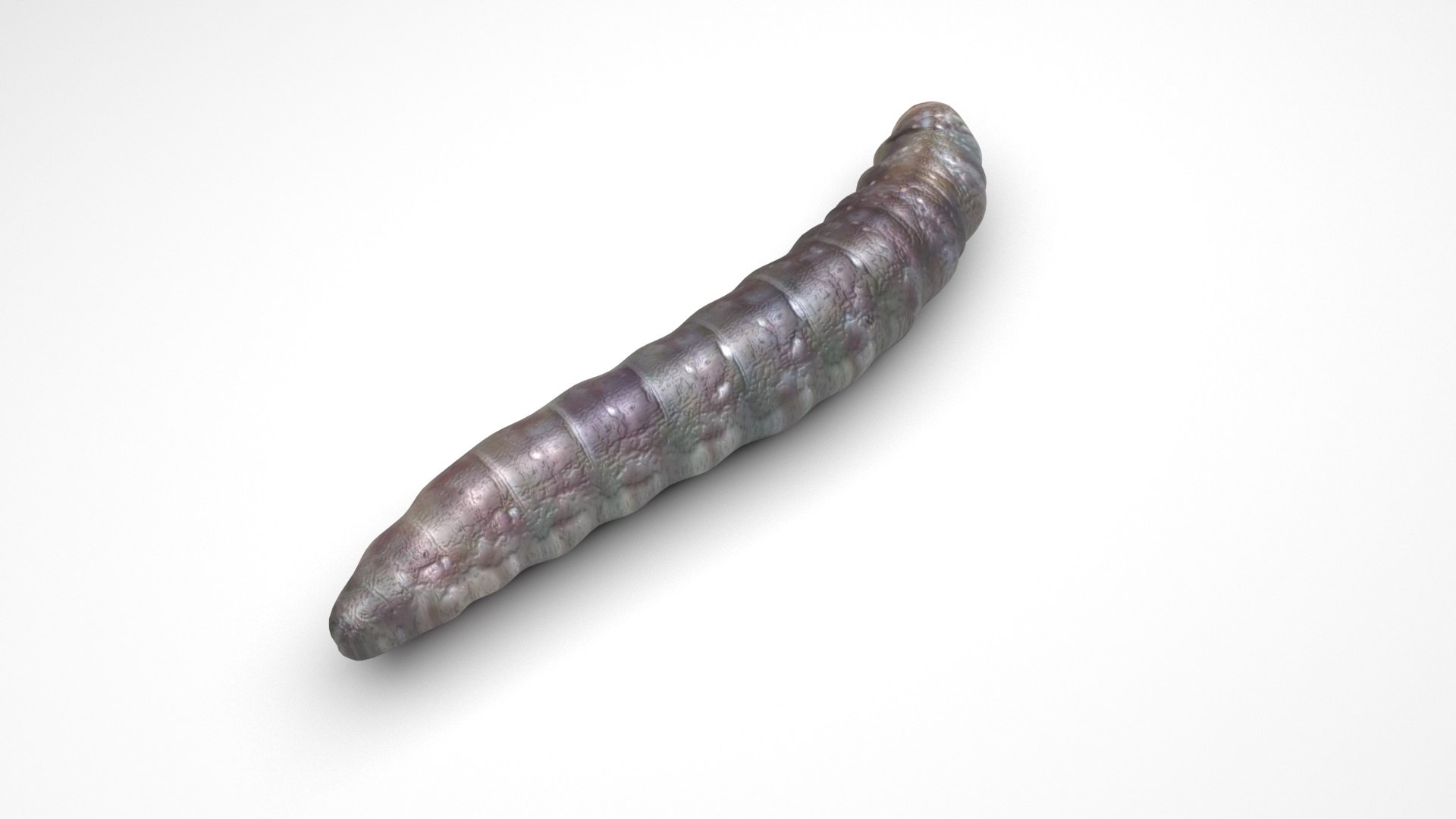 3D Model Pinworm Enterobius Vermicularis - TurboSquid 1843869