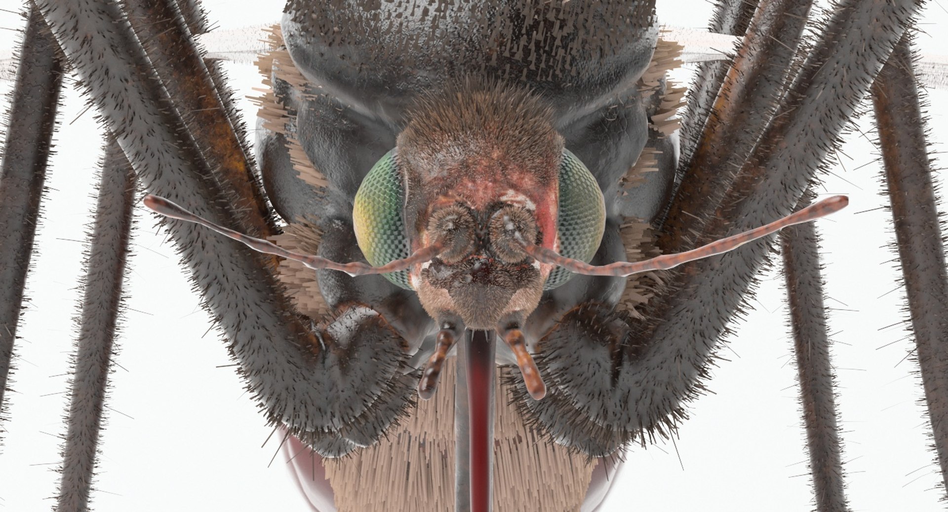 Mosquito Animal Insect 3D Model - TurboSquid 1338618