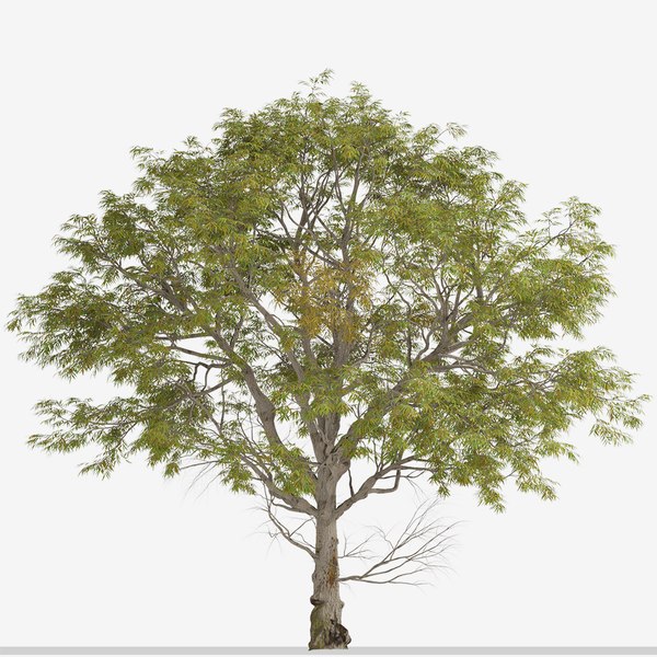 modelo 3d Eucalyptus Radiata Tree Forth River Peppermint 1 Tree ...