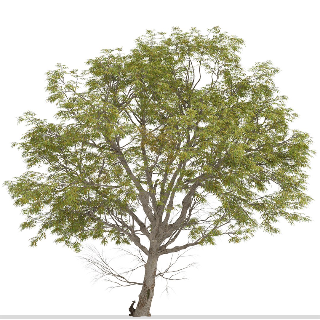 3D Eucalyptus Radiata Tree Forth River Peppermint 1 Tree model ...