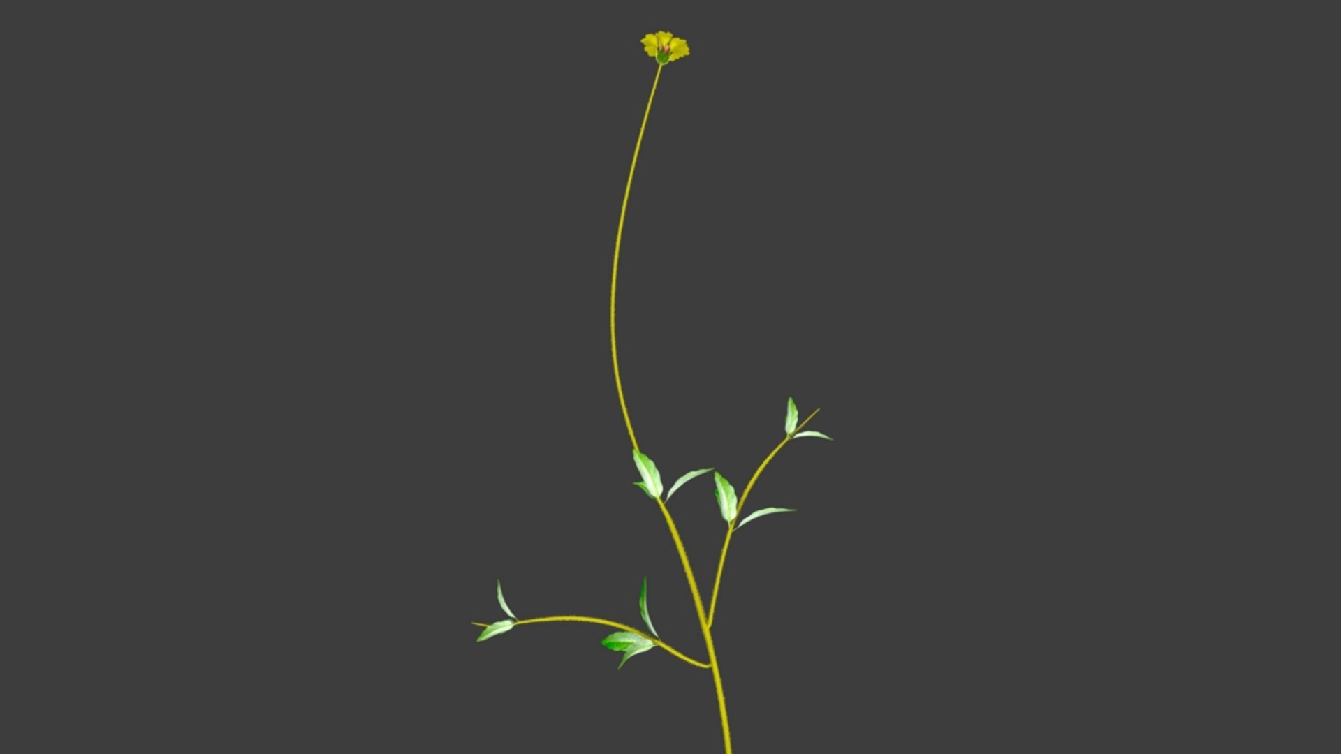 3D Tridax Flowering Plants Model - TurboSquid 1260292