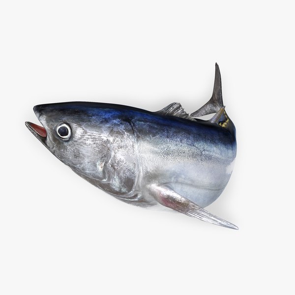 Tuna 3D Models for Download | TurboSquid