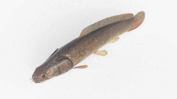 Bowfin 3D model - TurboSquid 1845570