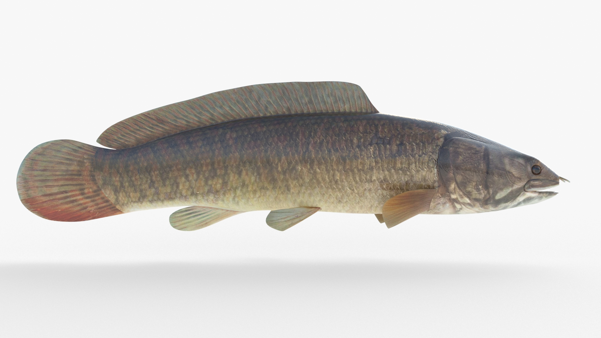 Bowfin 3D model - TurboSquid 1845570