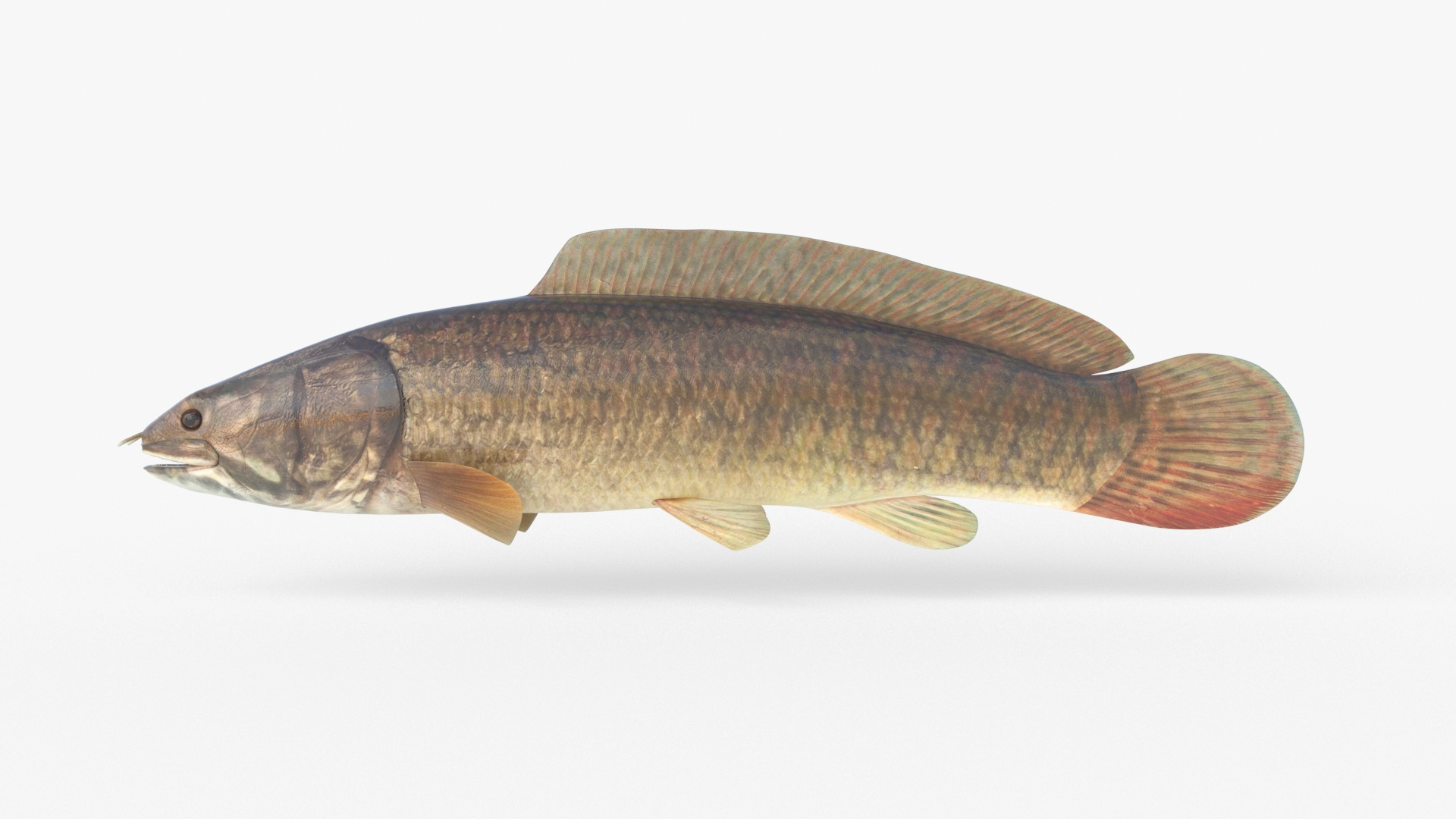 Bowfin 3D Model - TurboSquid 1845570