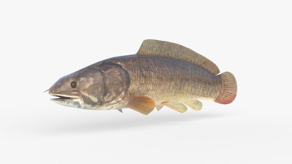 Bowfin 3D model - TurboSquid 1845570