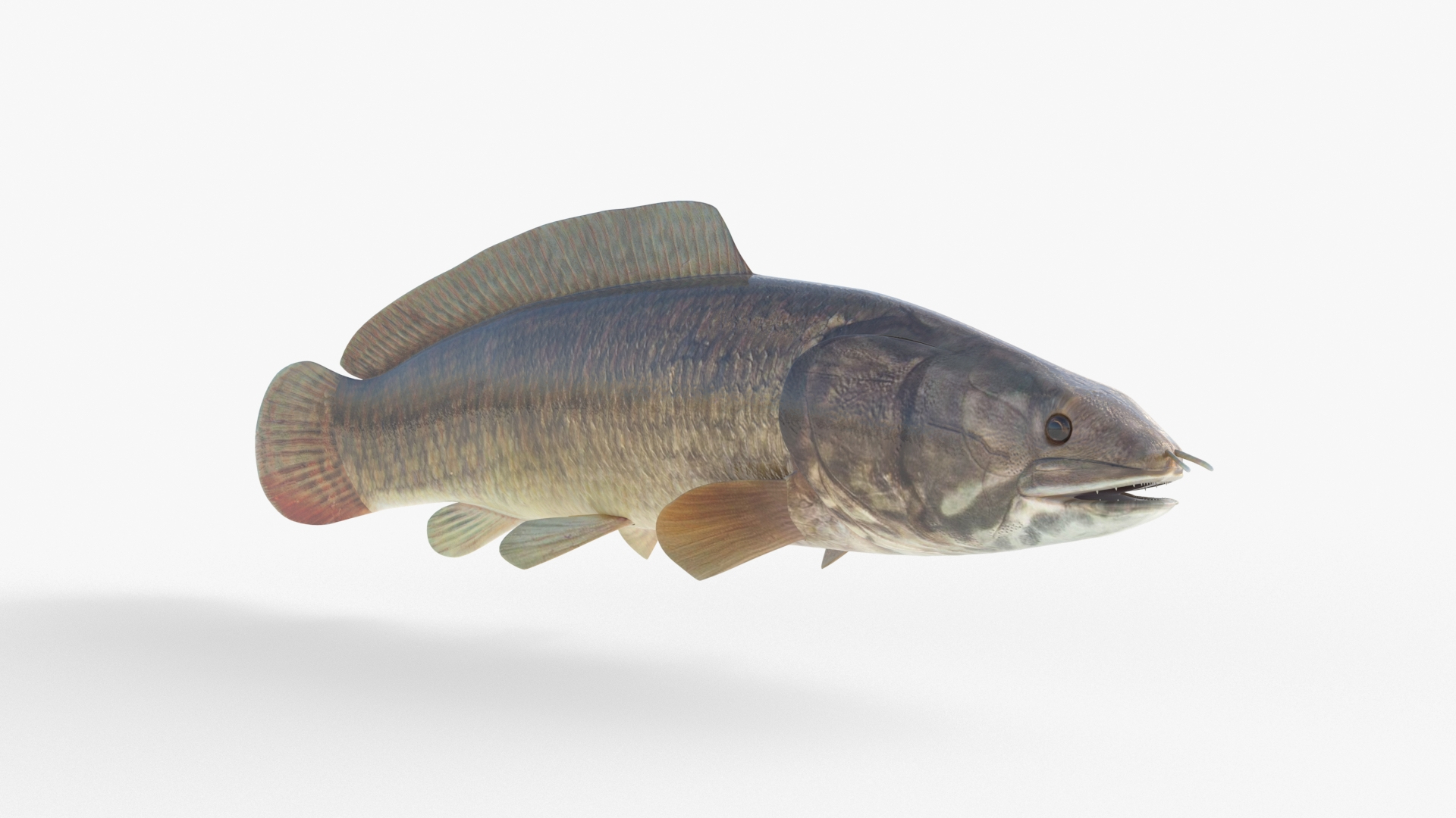Bowfin 3D model - TurboSquid 1845570