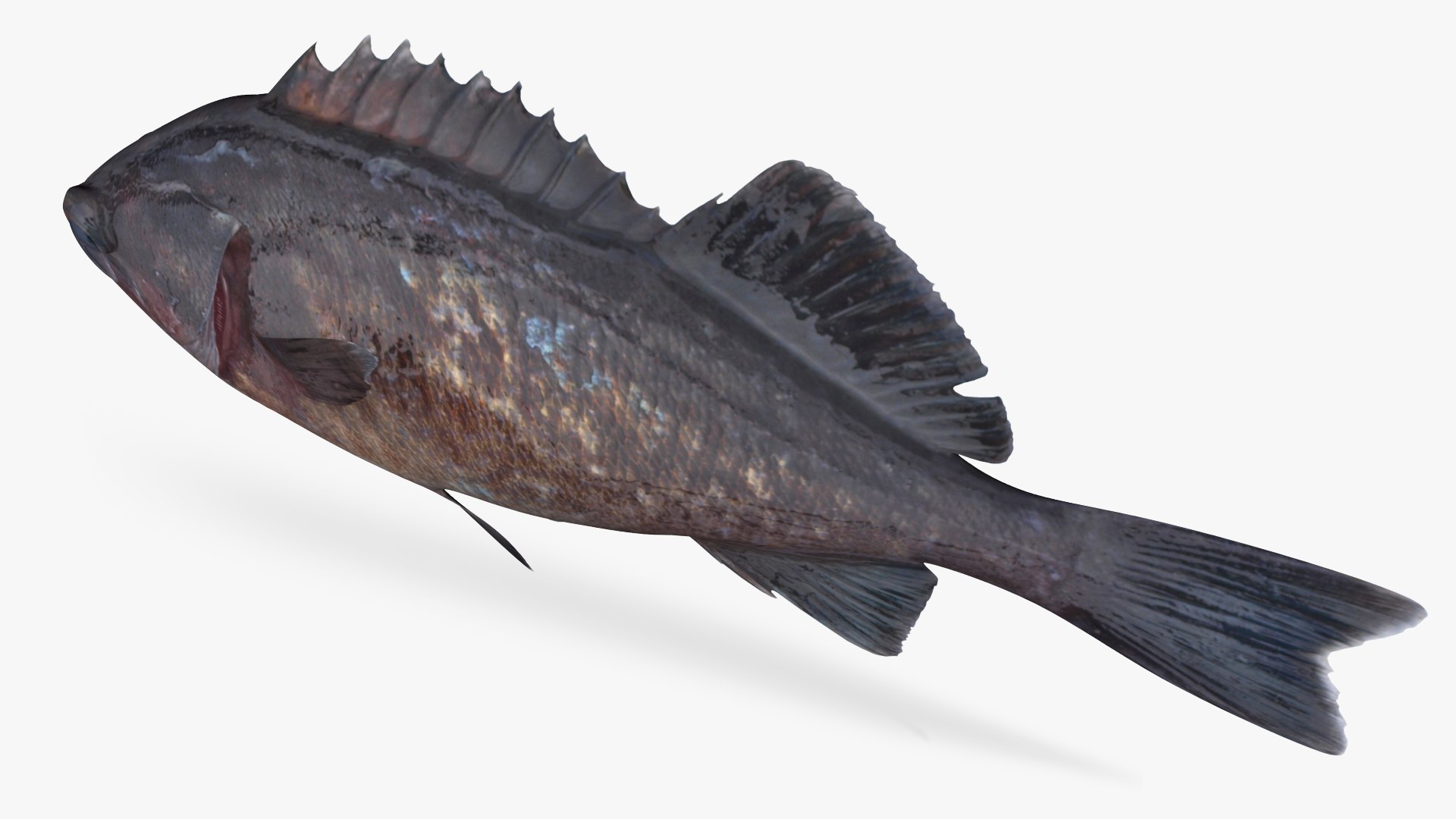3D Blue Rockfish Model - TurboSquid 1733886