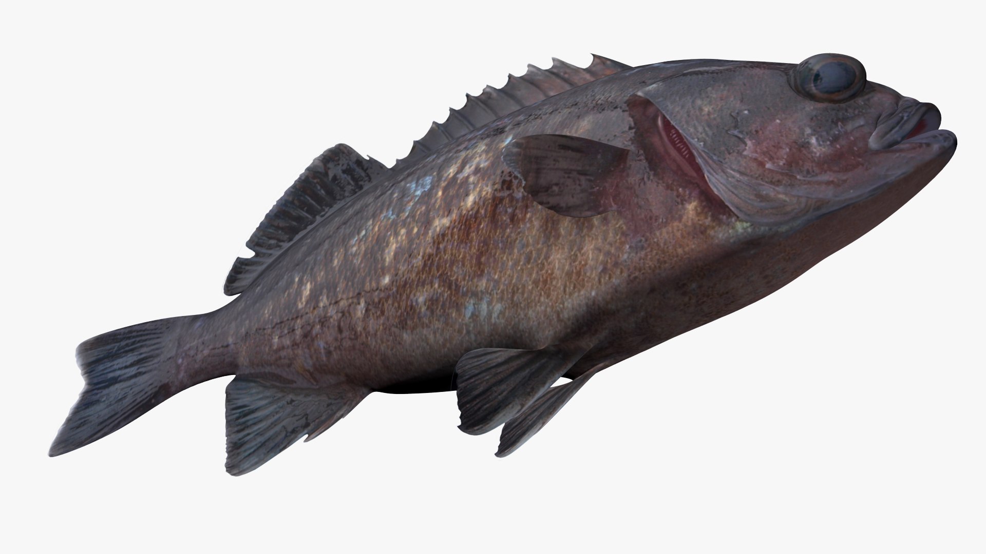 3D Blue Rockfish Model - TurboSquid 1733886