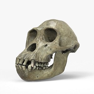 3D Animal Models - Browse & Download Formats - TurboSquid