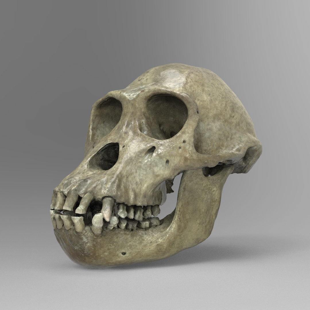 Chimpanzee Skull Max