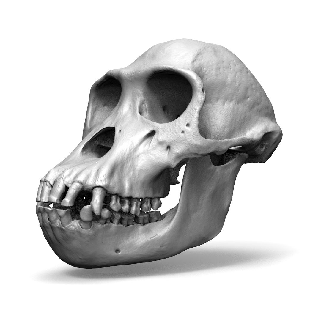Chimpanzee Skull Max