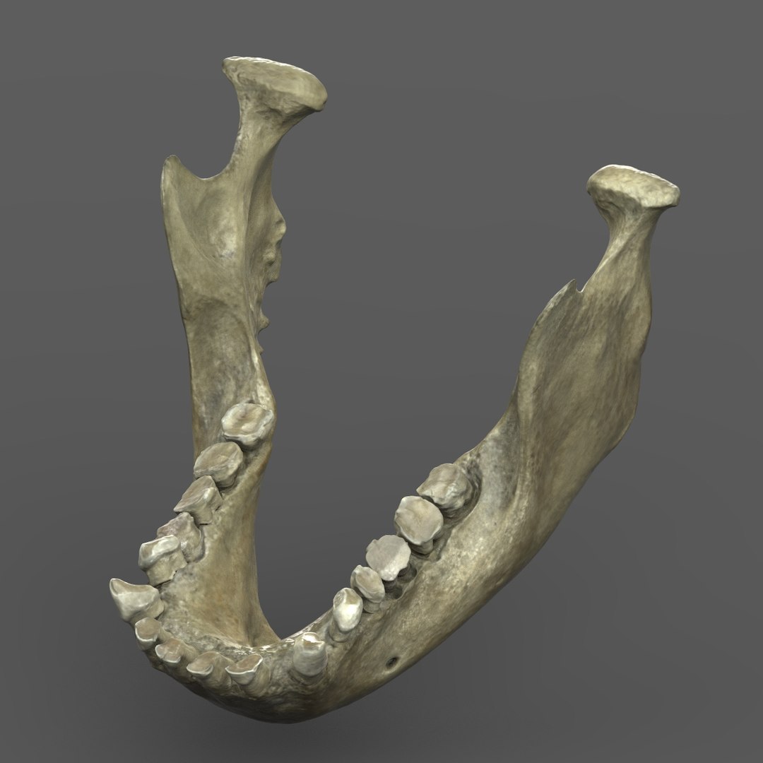 Chimpanzee Skull Max