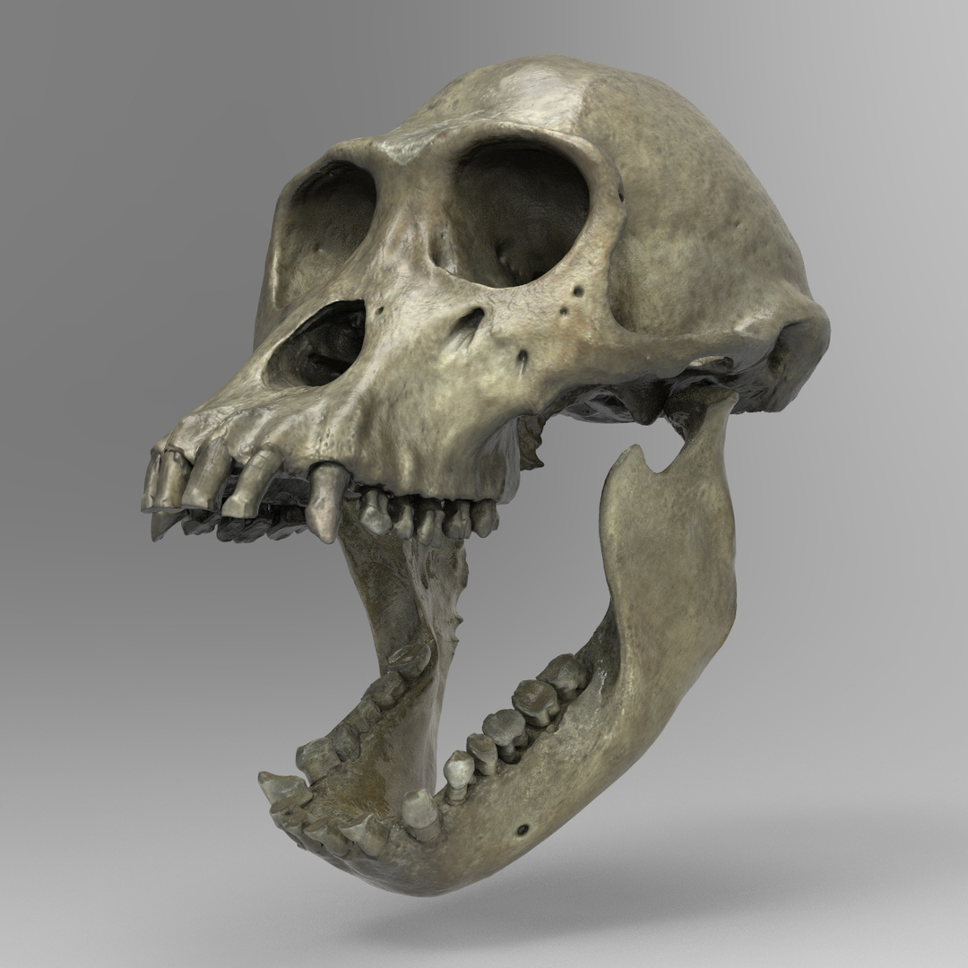 Chimpanzee Skull
