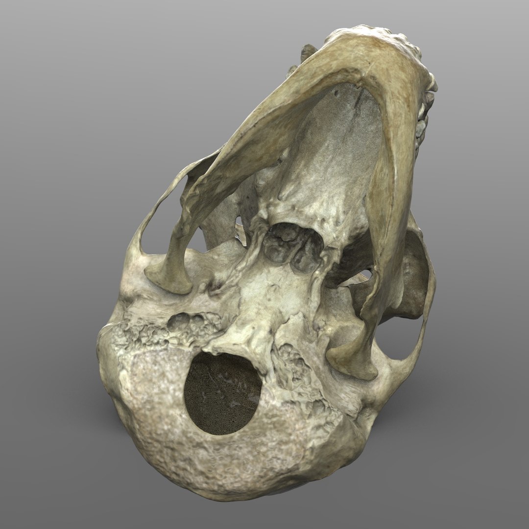 Chimpanzee Skull Max
