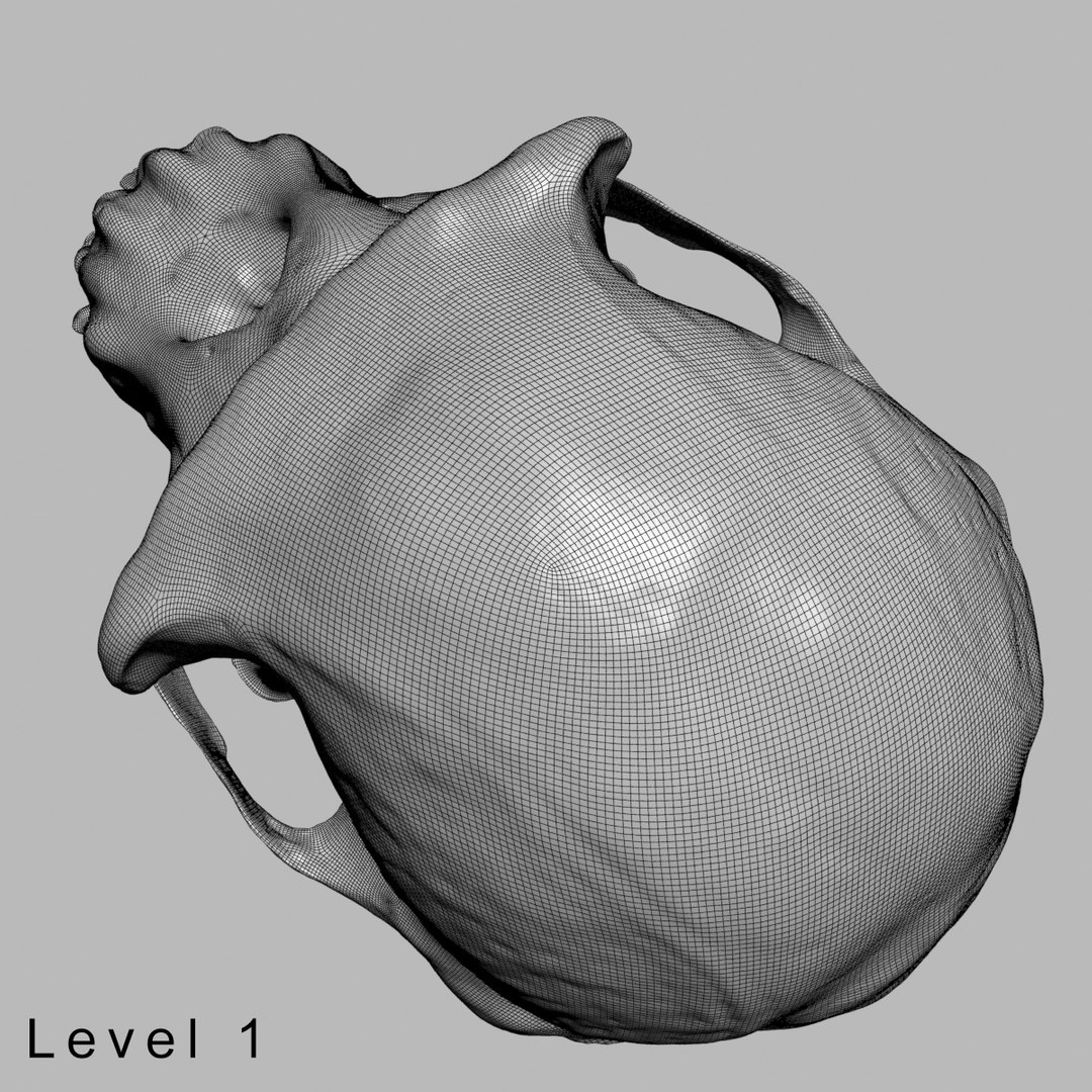 Chimpanzee Skull Max