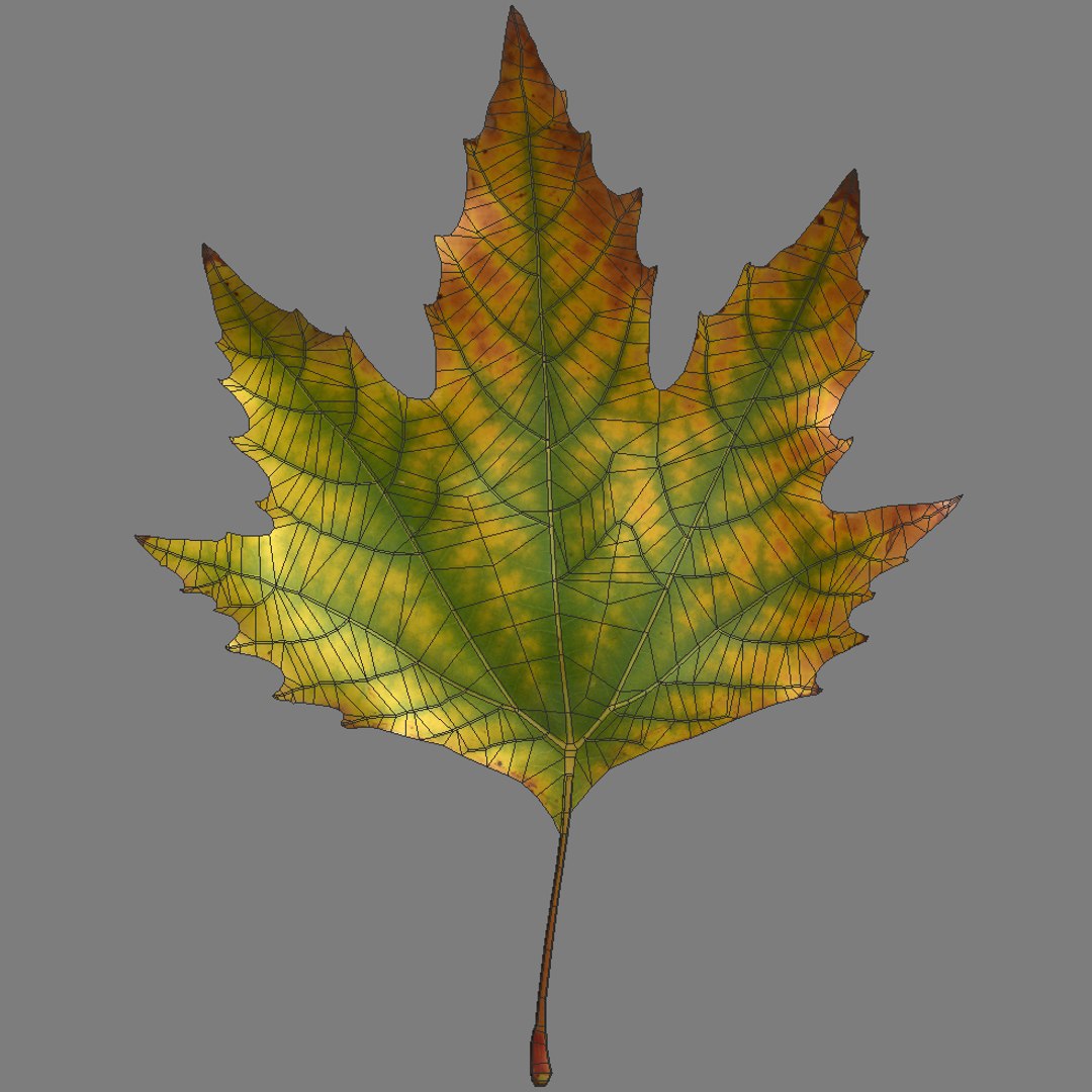 x realistic autumn maple leaf