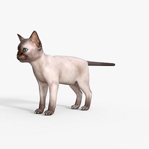 3D Kitten Models - Browse & Download Formats - TurboSquid