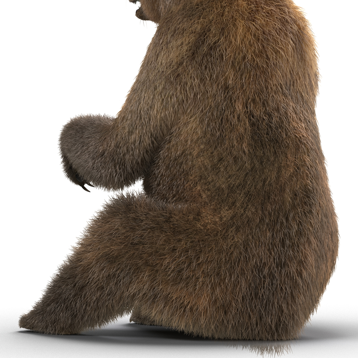 brown bear fur pose max